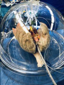 Recruitment & Careers - Sage Lab @UHN