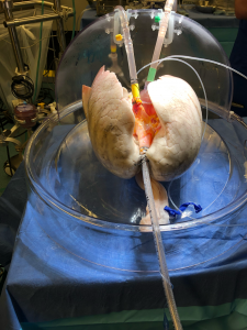 Recruitment & Careers - Sage Lab @UHN